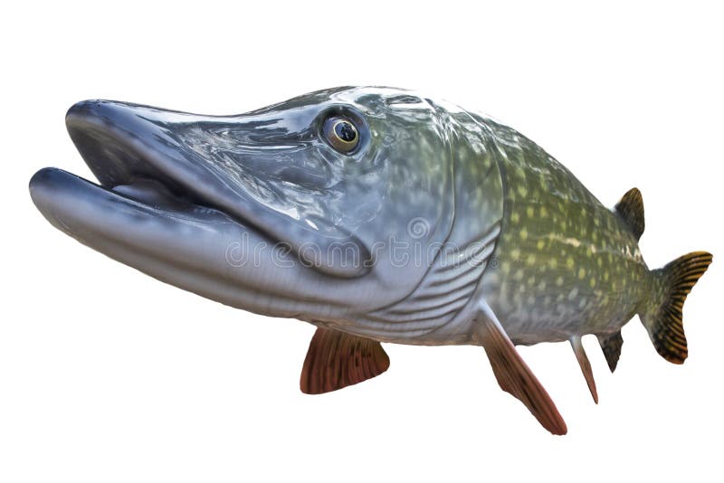 Northern Pike stock image. Image of river, caught, fishing - 11115385
