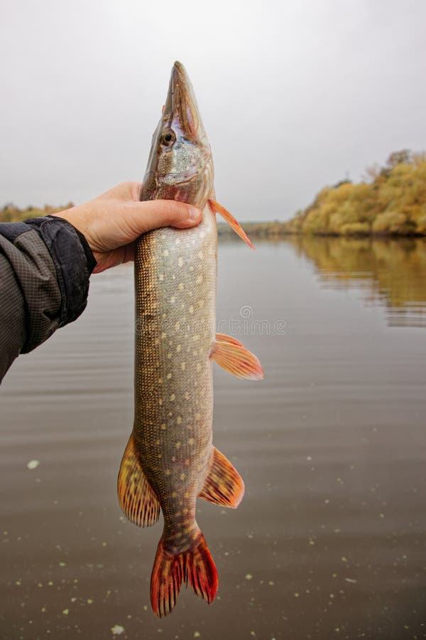 Pike in fisherman s hand stock photo. Image of mouth - 345930612