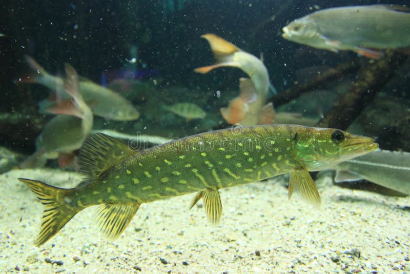 Northern pike stock photo. Image of nature, esox, freshwater - 27703572