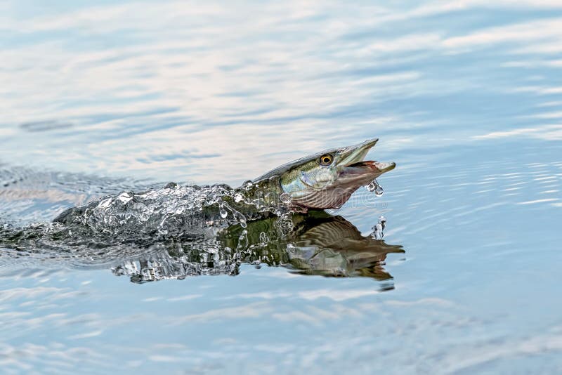 Northern Pike Splasing in Water Stock Image - Image of pike, nature ...