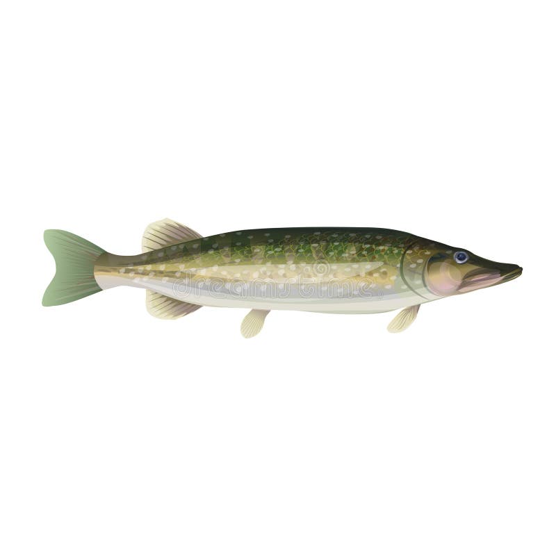 Northern Pike Isolated White Stock Illustrations – 74 Northern Pike ...