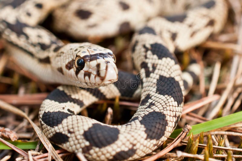 Northern Pine Snake stock photo. Image of hatching, cute - 33854628