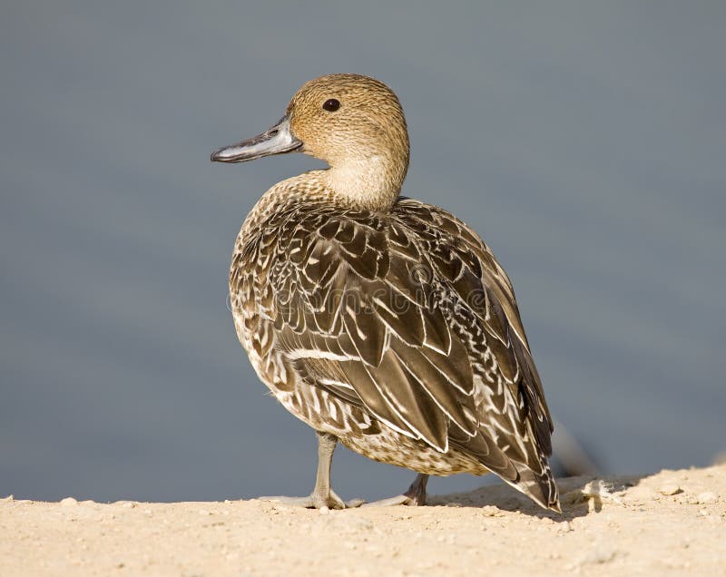 Pintail Hen