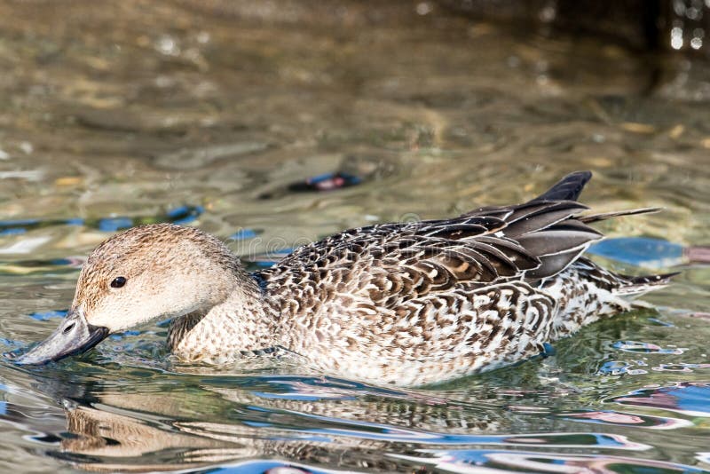 Northern Pintail stock image. Image of pintail, female - 13249653