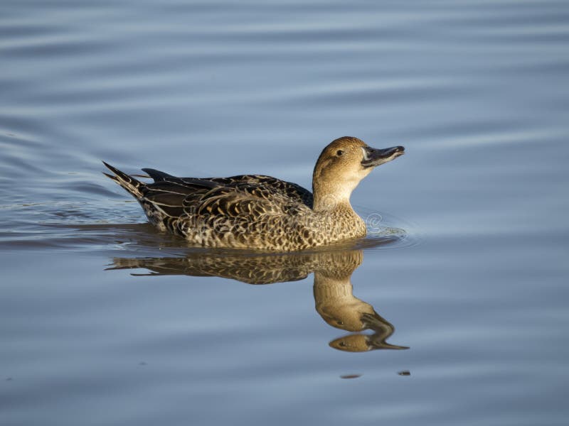 Northern Pintail, Anas Acuta Stock Image - Image of northern, wildlife ... Northern Pintail, Anas Acuta Stock Image - Image of northern, wildlife ...