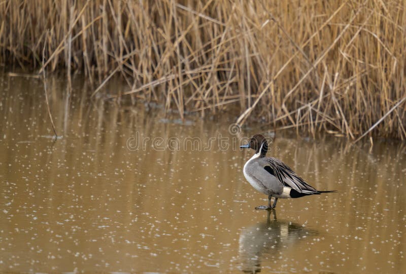 Northern pintail stock photo. Image of duck, life, bird - 332844030