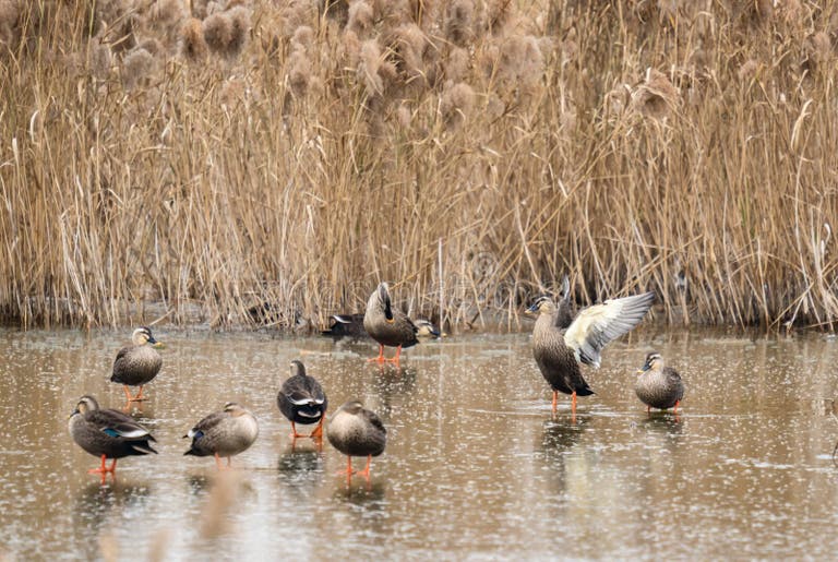 Northern pintail stock image. Image of goose, animal - 332844183