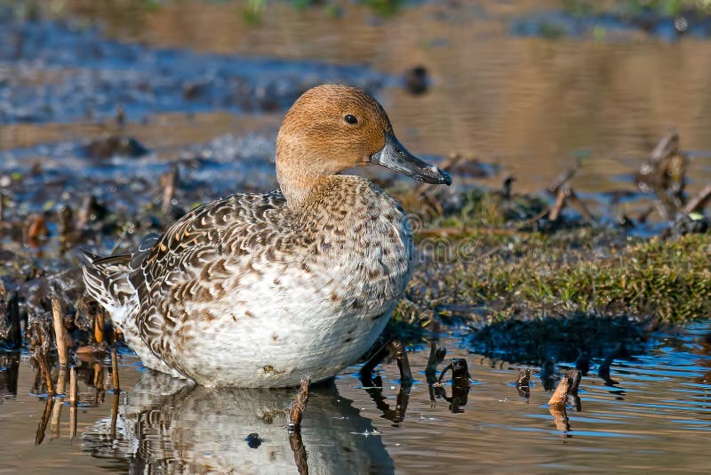 Female Northern Pintail stock photo. Image of nature - 31694862