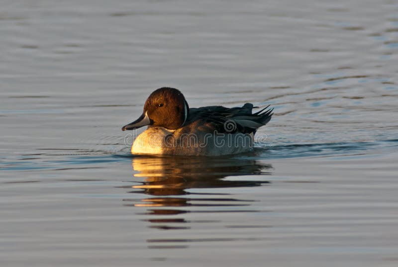 Northern pintail duck stock image. Image of duck, river - 140491931