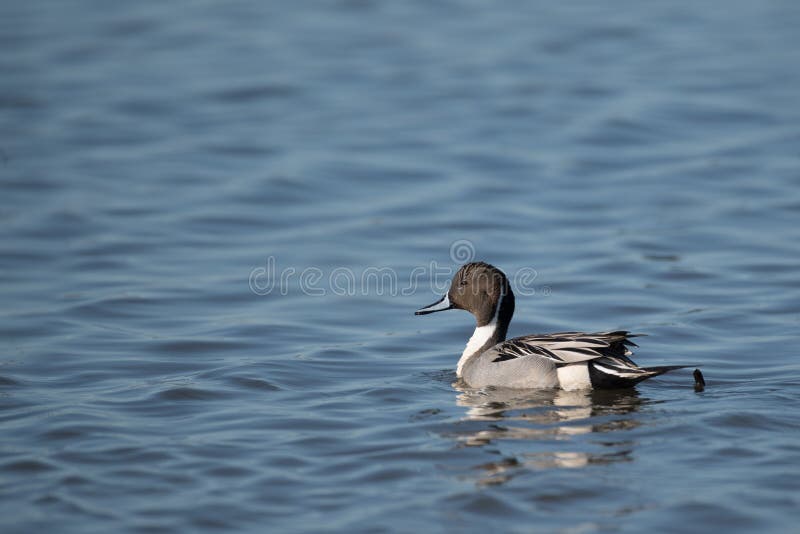 Northern Pintail swimming stock photo. Image of floating - 260122794