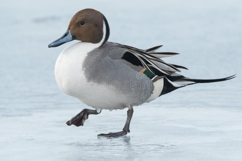 Northern Pintail - Anas Acuta Stock Image - Image of outdoors, wildlife ...