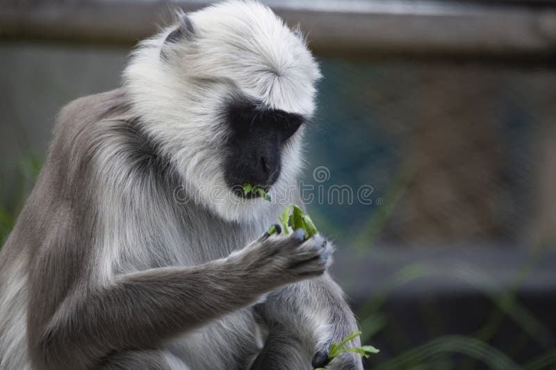The Northern Plains Gray Langur (Semnopithecus Entellus). Stock Photo ...