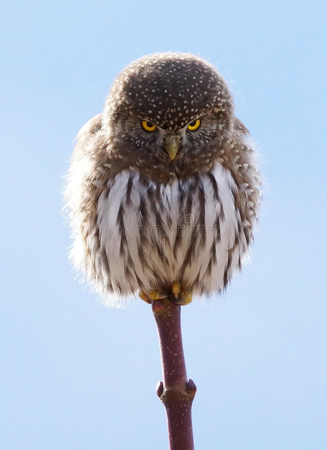 Small Owl stock photo. Image of tree, hunting, pygmy - 64366192
