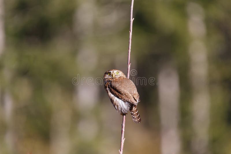 Northern Pygmy Owl stock image. Image of cute, raptor - 153524131