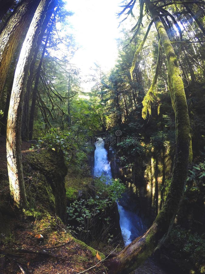 Northern Rain forests stock photo. Image of fantastic - 100622672