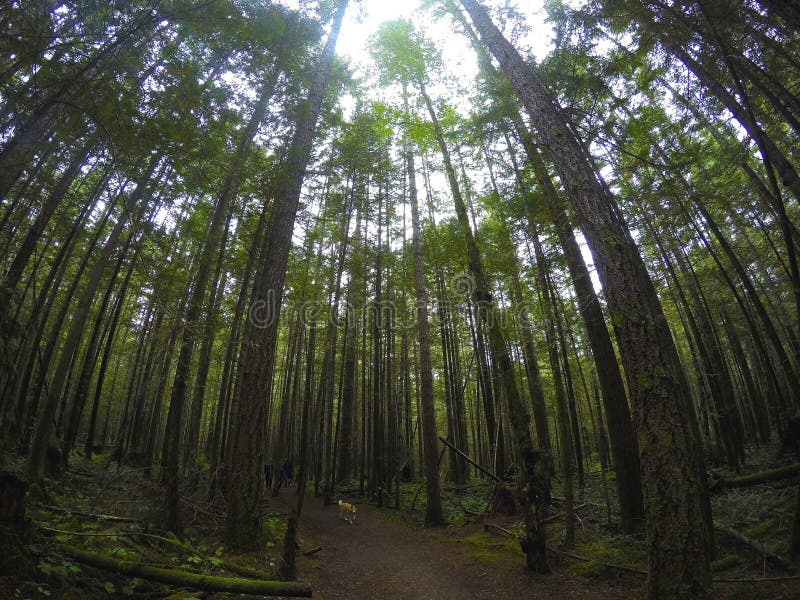 Northern Rain forests stock photo. Image of forest, incredible - 100622914