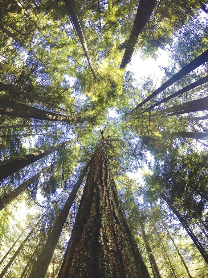 Northern Rain forests stock image. Image of growth, morning - 100623027