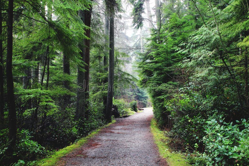 Northern Rain forests stock photo. Image of dense, leaf - 100624056