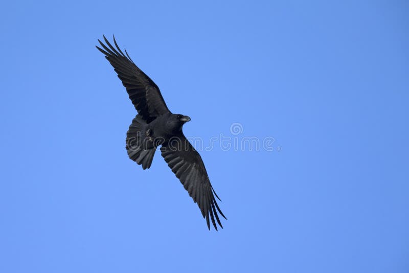 384 Raven Soaring Photos - Free & Royalty-Free Stock Photos from Dreamstime