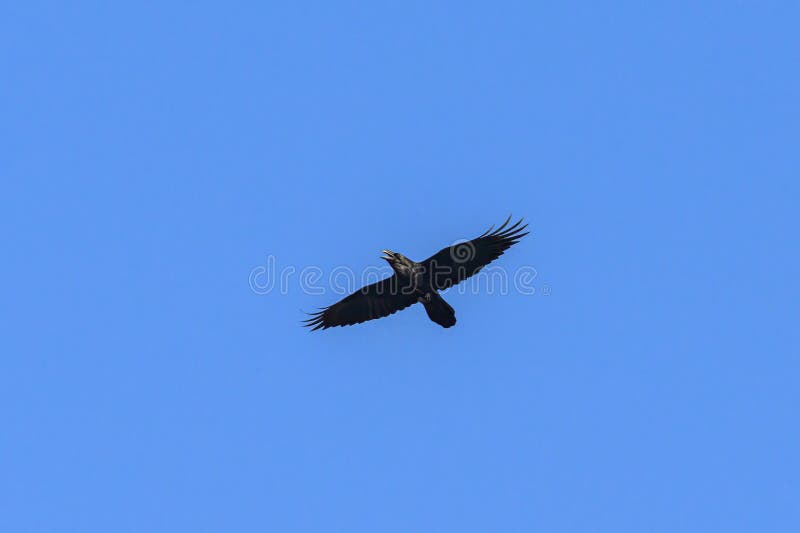 A Northern Raven in Flight on a Sunny Day in Summer Stock Photo - Image ...
