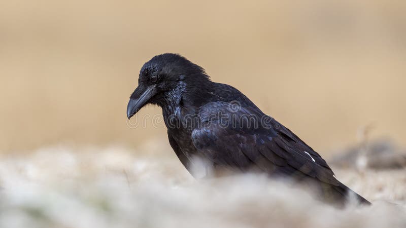 Northern Raven Looking Left Stock Photo - Image of front, left: 126152678