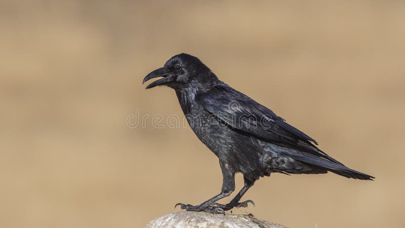 Northern Raven on Rock Looking Left Stock Image - Image of nature, bird ...