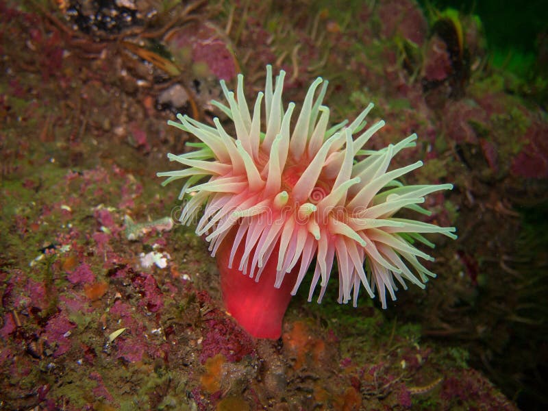 Red Anemone stock image. Image of floral, nature, petal - 59322369