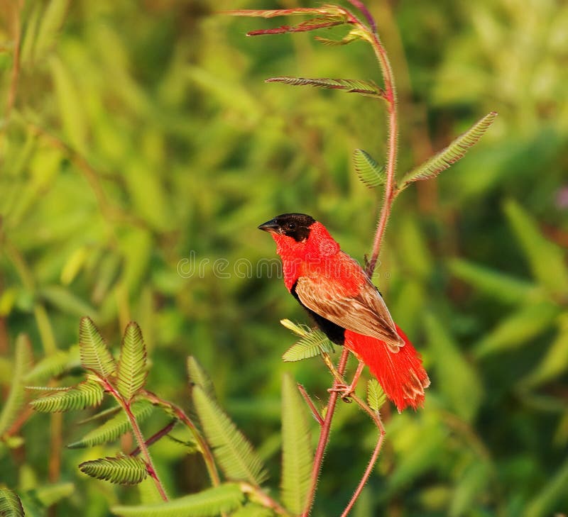 Northern Red Bishop Bird Standing on a Branch Stock Photo - Image of ...