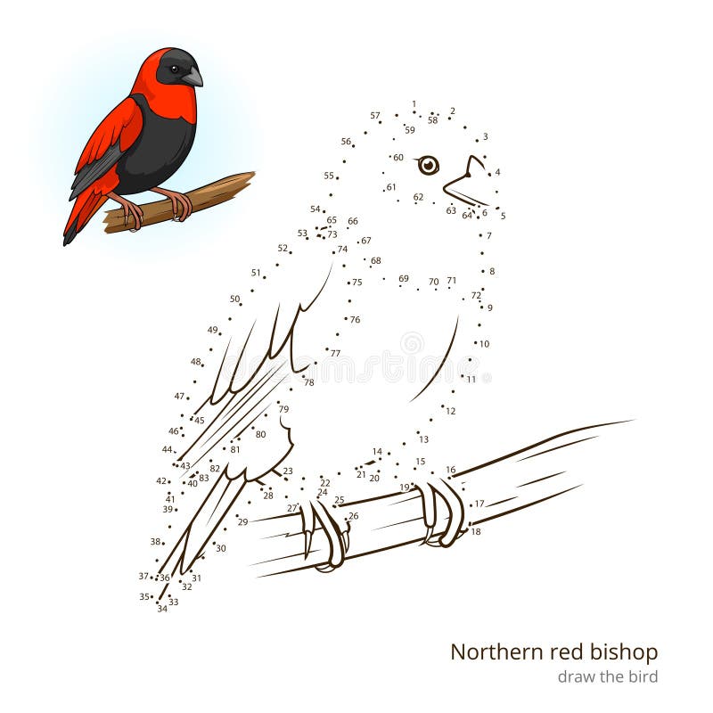 Northern Red Bishop Bird Learn To Draw Vector Stock Vector ...