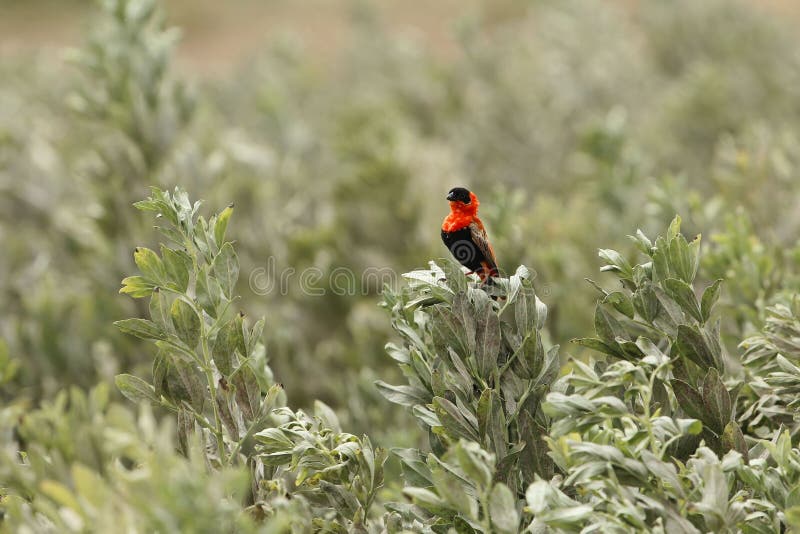 Orange Bishop Weaver stock photo. Image of southern, bird - 6959288