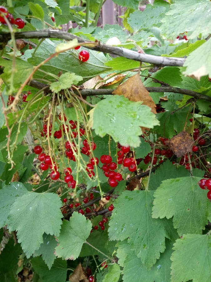 Northern Red Currant Berries Stock Image - Image of berries, yellow ...
