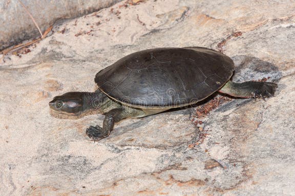 Northern Red-faced Turtle stock photo. Image of land - 188940470