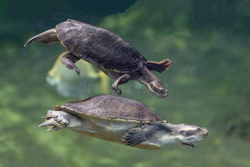 Northern Red-faced Turtles stock photo. Image of victoriae - 298432482