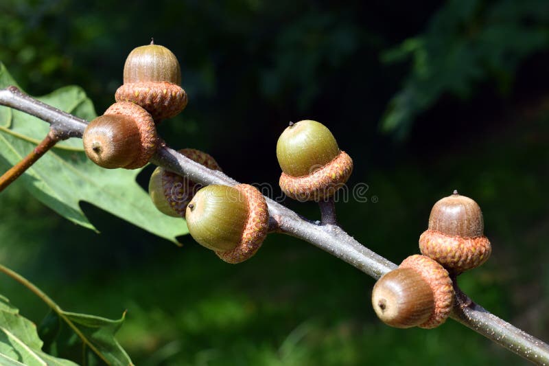 Northern Red Oak Acorns (Quercus Rubra) Stock Photo - Image of botany ...