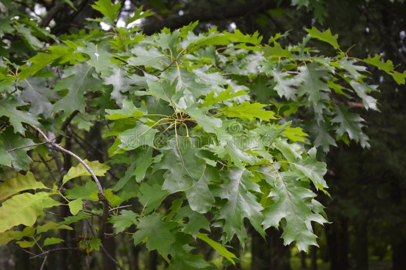 Northern Red Oak Green Leaves in Summer Stock Photo - Image of summer ...