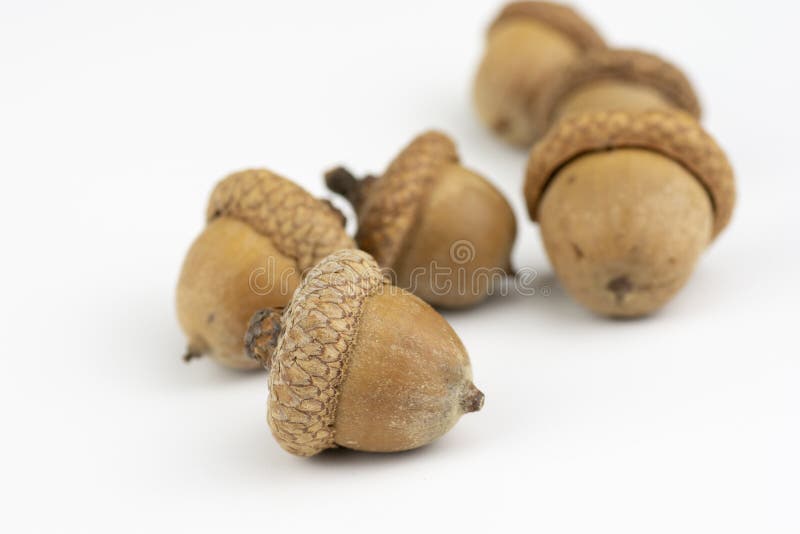 The Northern Red Oak (Quercus Rubra) Acorns Isolated on White ...