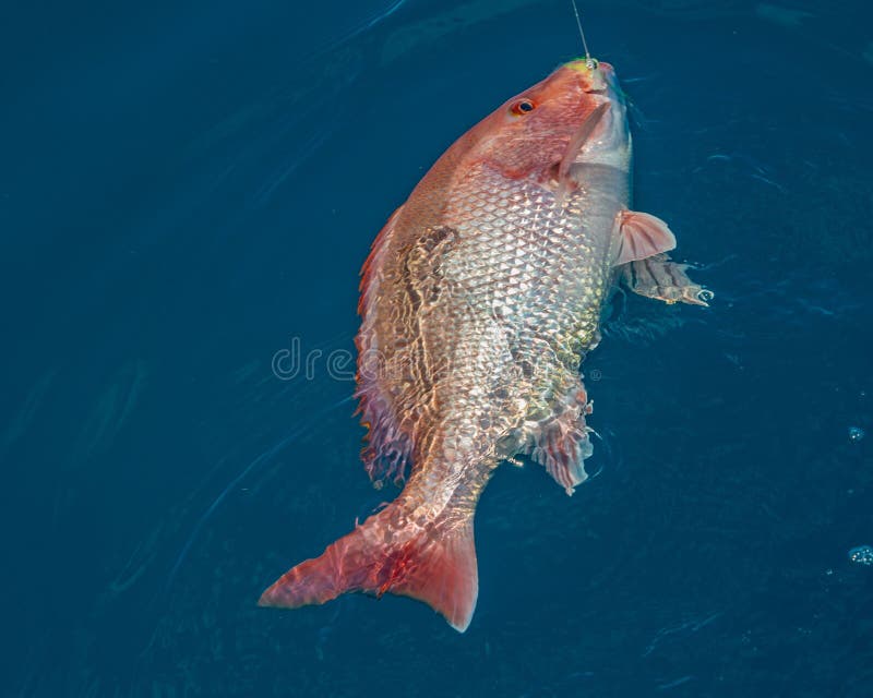 Northern Red Snapper Fish Caught on the Water Stock Image - Image of ...