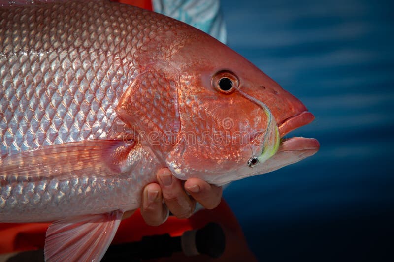 Northern Red Snapper Fish in the Hand of a Fisherman Stock Image ...