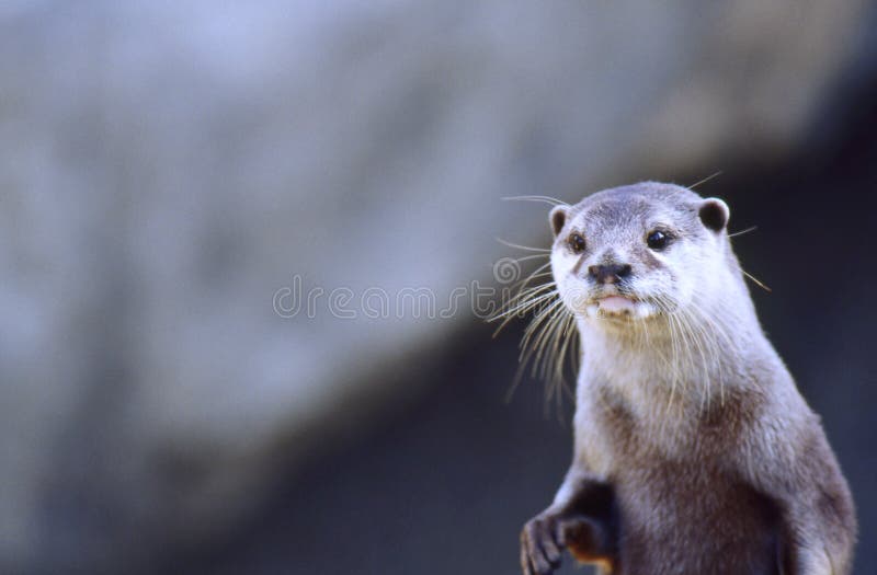 Northern River Otter (Lutra Canadensis) Stock Image - Image of nature ...