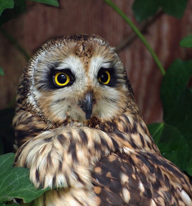 Aegolius Acadicus Stock Photos - Free & Royalty-Free Stock Photos from ...