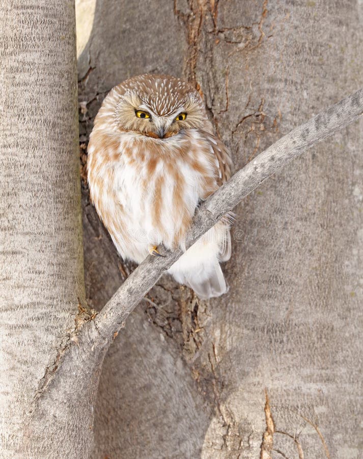 Northern Saw-whet Owl Standing on a Tree Branch Stock Photo - Image of ...