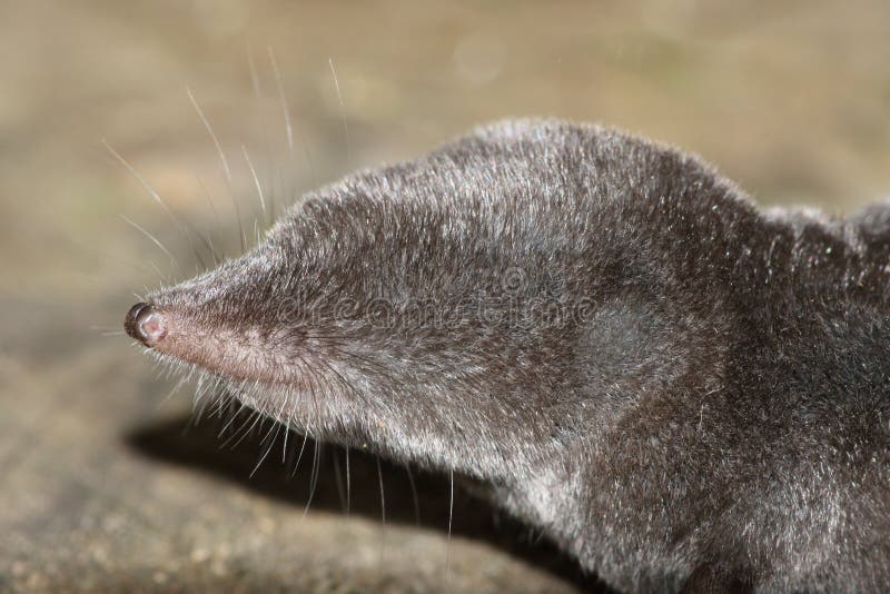Northern Short-tailed Shrew Blarina Brevicauda Stock Photo - Image of ...