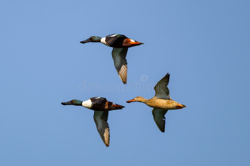 Northern Shoveler in Flight in the Wild Anas Clypeata Stock Photo ...