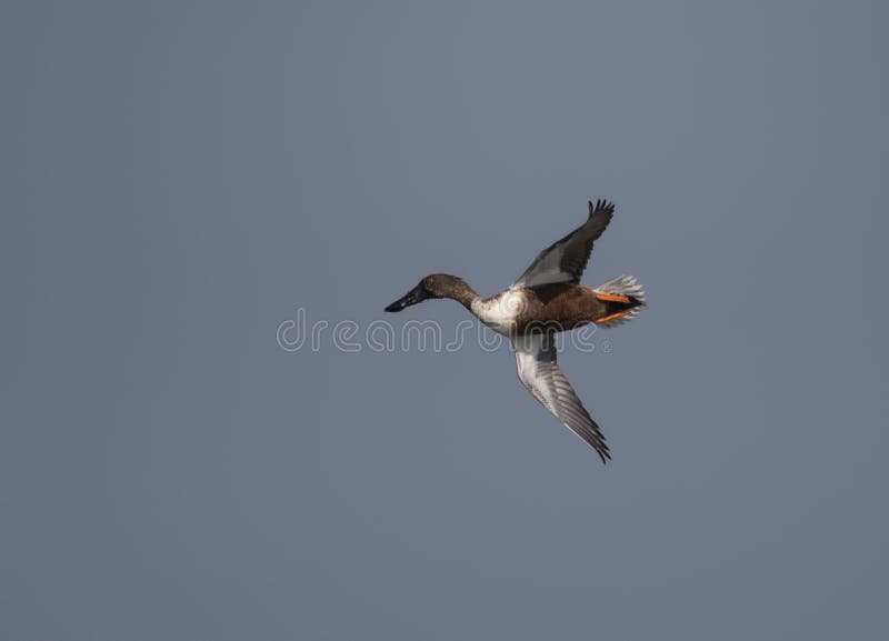 Northern Shoveler Flying stock photo. Image of nature - 166456796