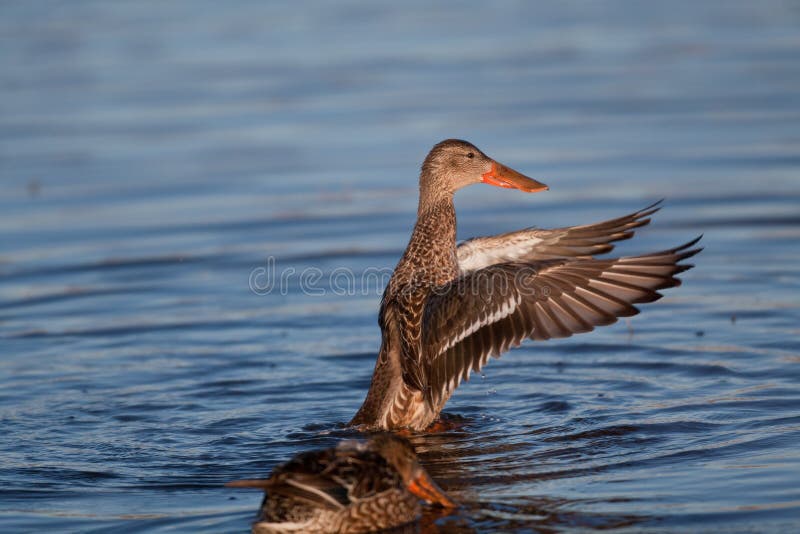 A Northern Shoveler hen stock image. Image of large, northern - 42477167