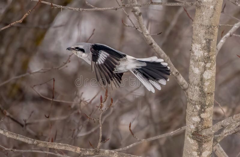 Northern shrike in flight stock image. Image of flower - 270988363