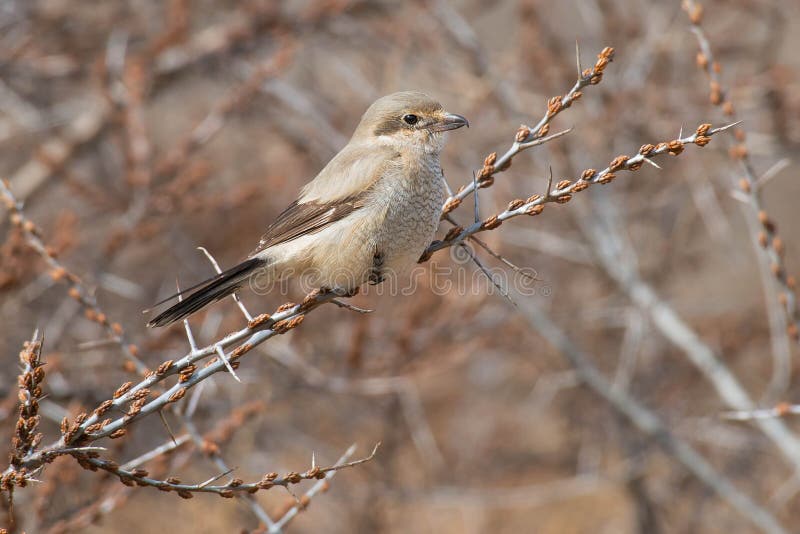 Northern shrike stock photo. Image of excubitor, passerine - 22993722