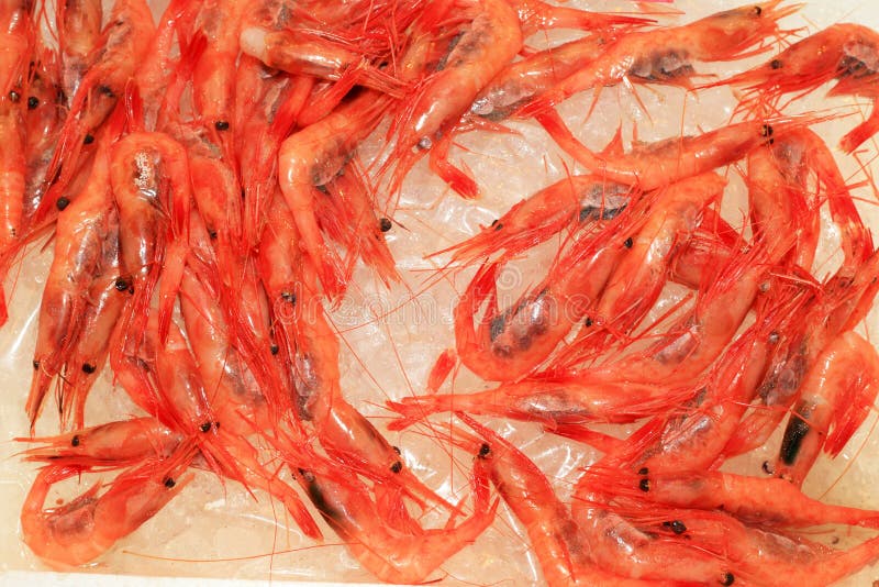 Northern shrimp stock photo. Image of washoku, asia, sweet - 47644356