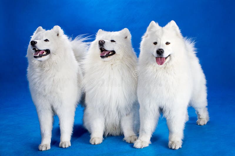 Northern sled dog stock photo. Image of guard, look ...