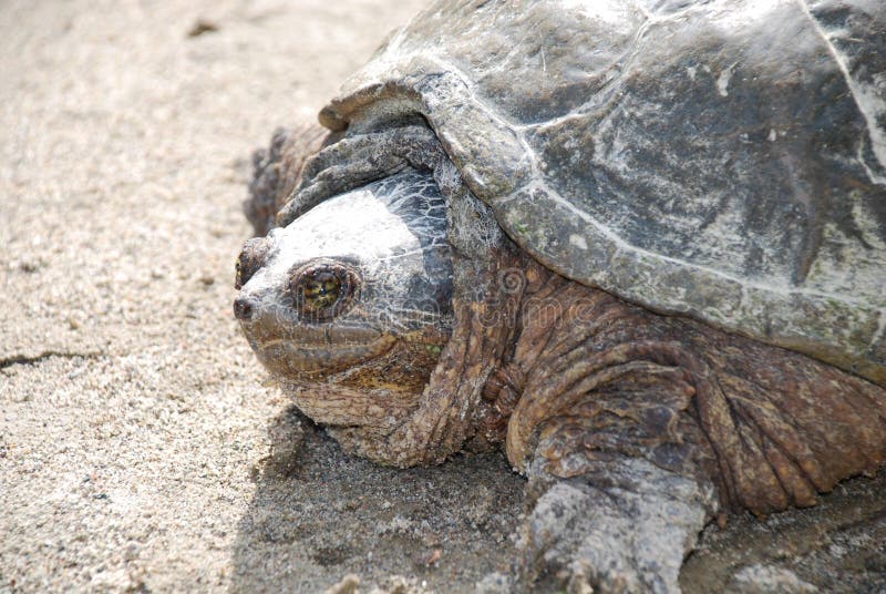 Northern Snapping Turtle Stock Photos - Free & Royalty-Free Stock ...
